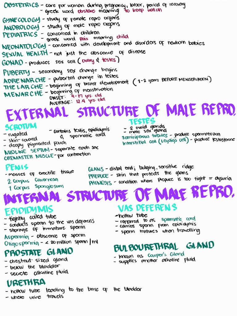 Ob Lec - 240723 - 154510 1 | PDF | Menstrual Cycle | Uterus