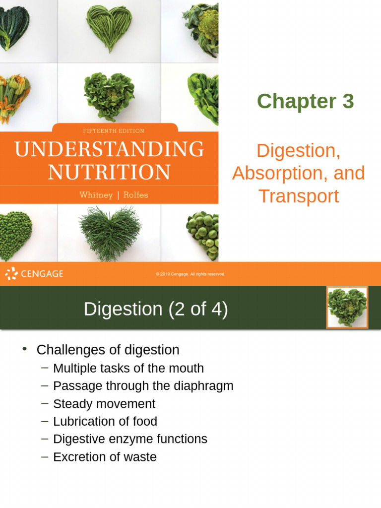 Module 3 Understanding Nutrition | PDF | Digestion | Human Digestive System