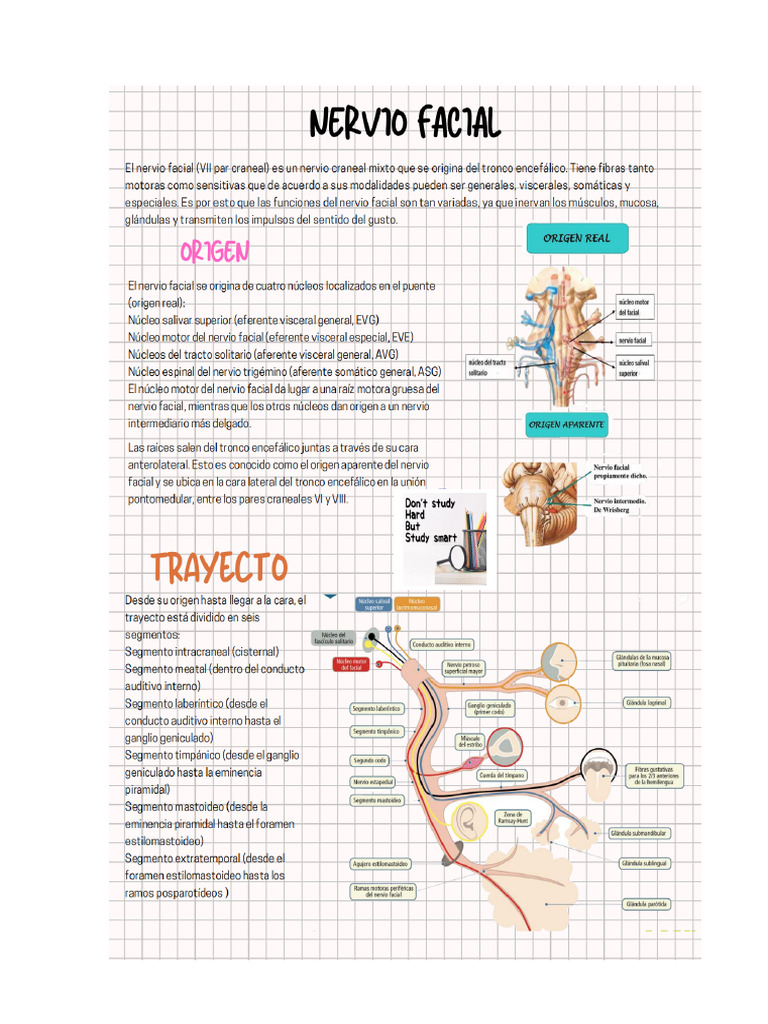Nervio Facial Pdf