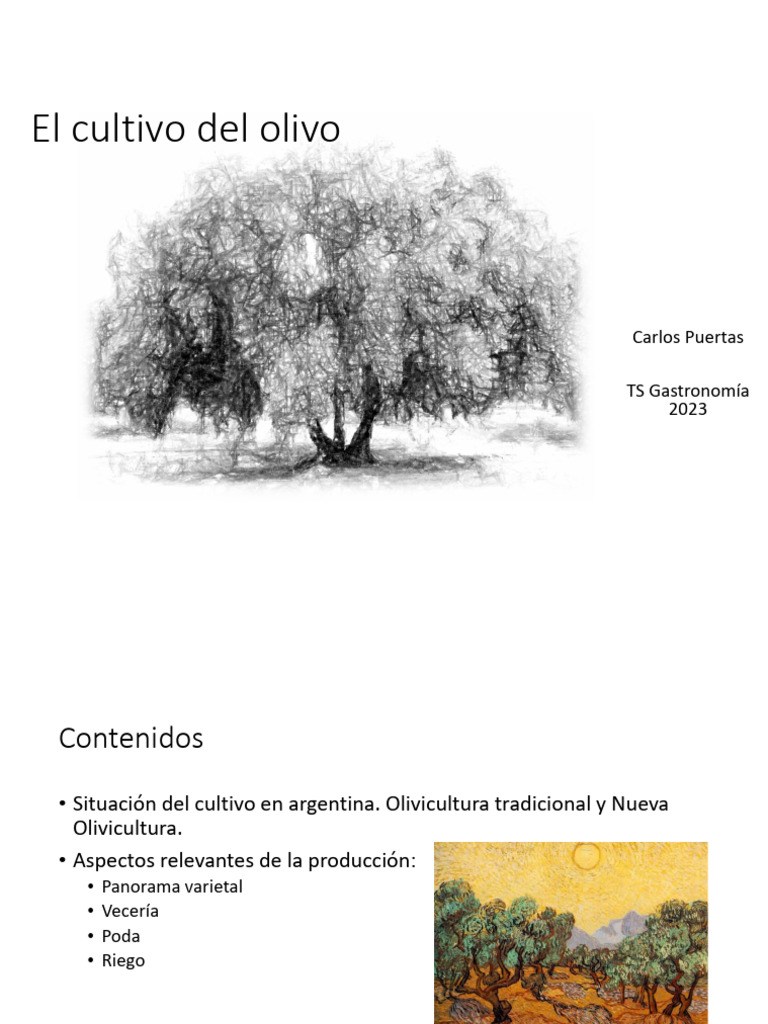 3° y 5° Clasee El Cultivo Del Olivo | PDF | Aceituna | Fruta