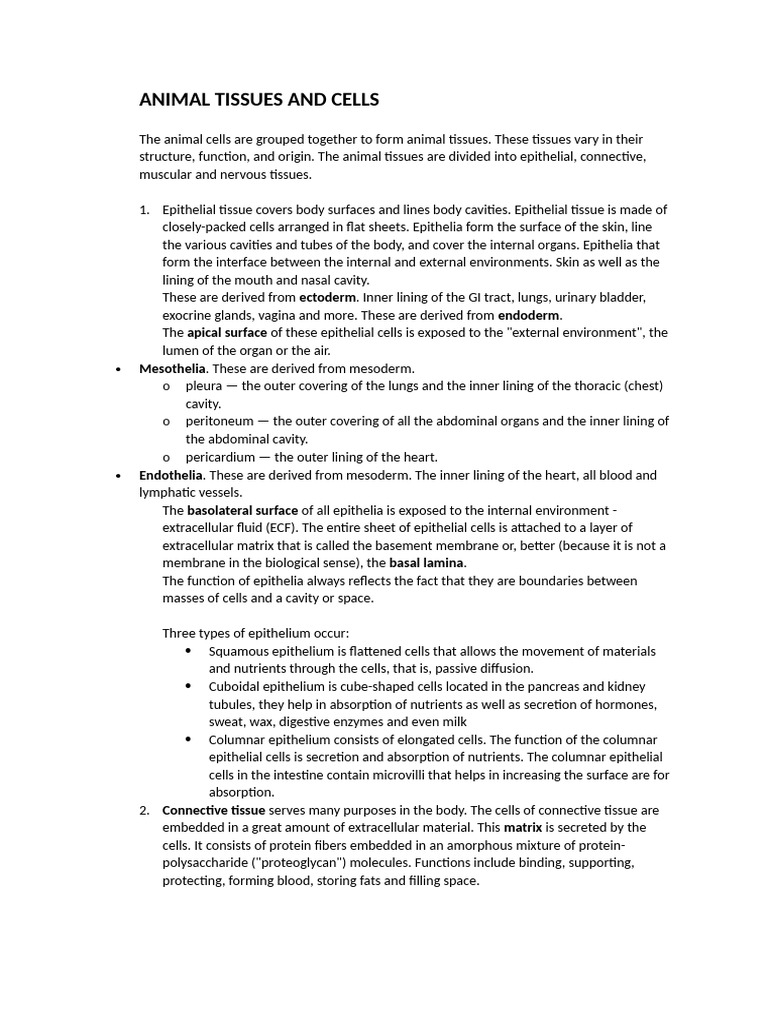 ANIMAL Tissues and Cells | PDF | Epithelium | Connective Tissue