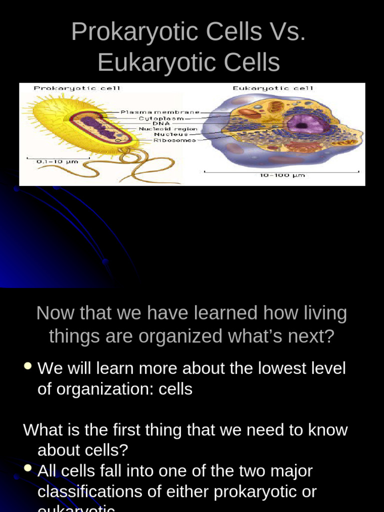 Prokaryotic vs Eukaryotic Cells Explained | PDF | Cell (Biology ...