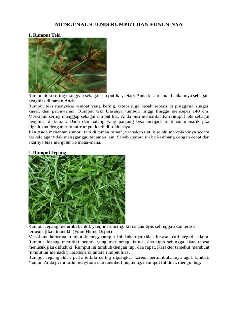9 Jenis Rumput Dan Fungsinya | PDF | Teknologi & Rekayasa