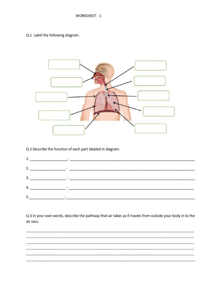 Grade 7 Biology Worksheet | PDF