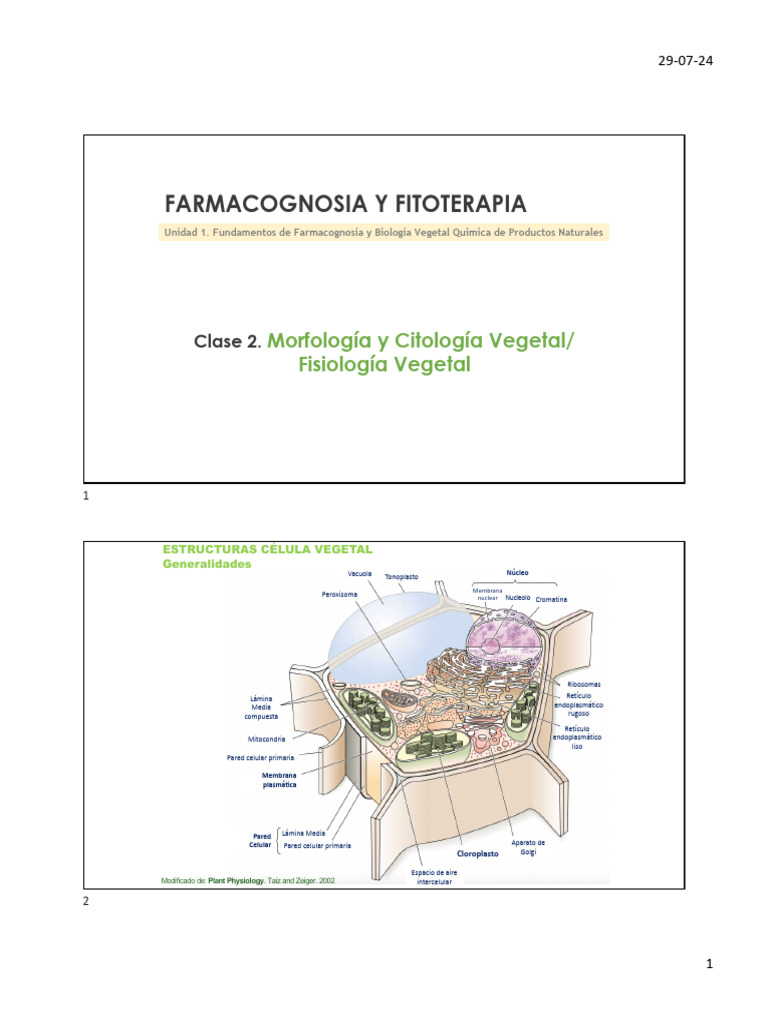Clase Lab Inicial Citologia Vegetal 2024 | PDF | Vacuole | Cloroplasto