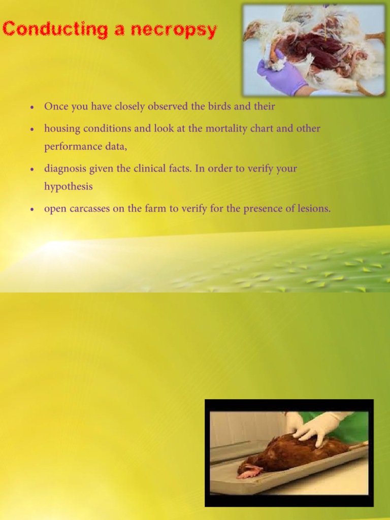 7 - Conducting-A-Necropsy | PDF | Autopsy | Serology