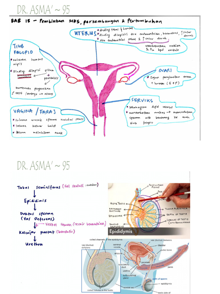Bio F4 KSSM Bab 15 | PDF