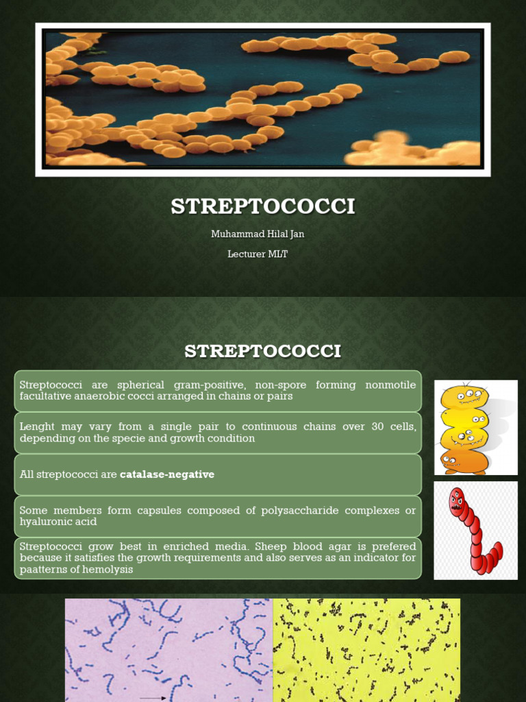 Lecture 08 Streptococci-1 | PDF | Streptococcus | Infection
