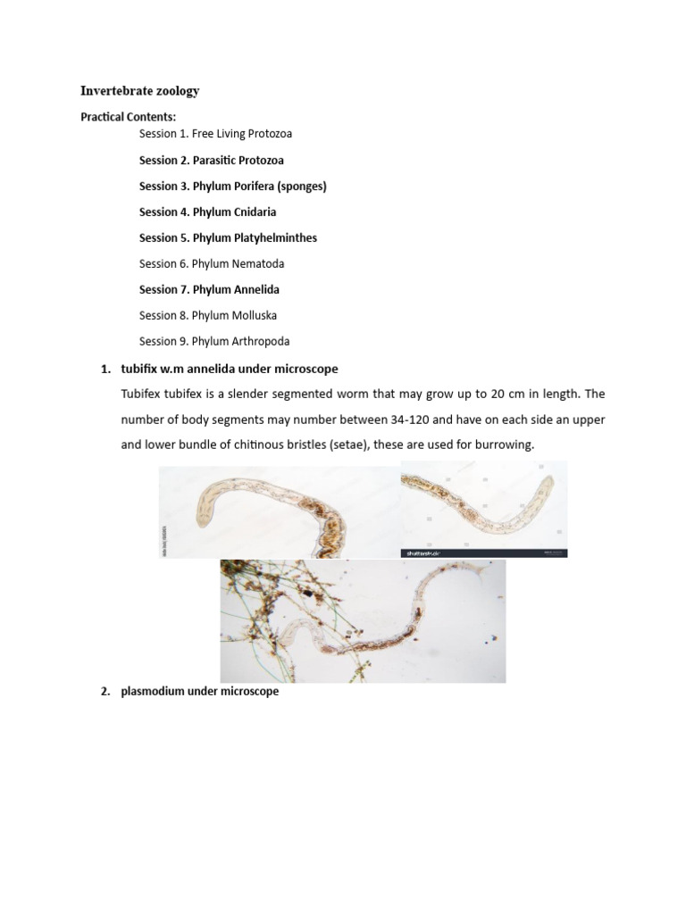 Invertebrate Zoology | PDF | Science & Mathematics