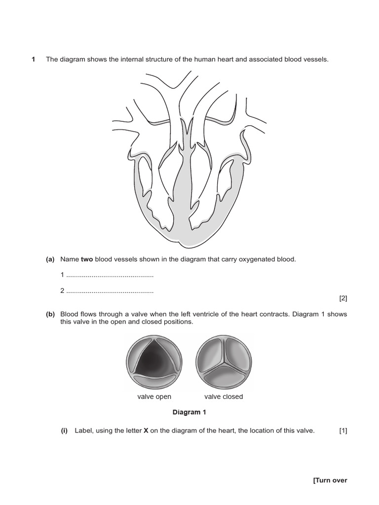 Heart Worksheet | PDF | Heart Valve | Heart