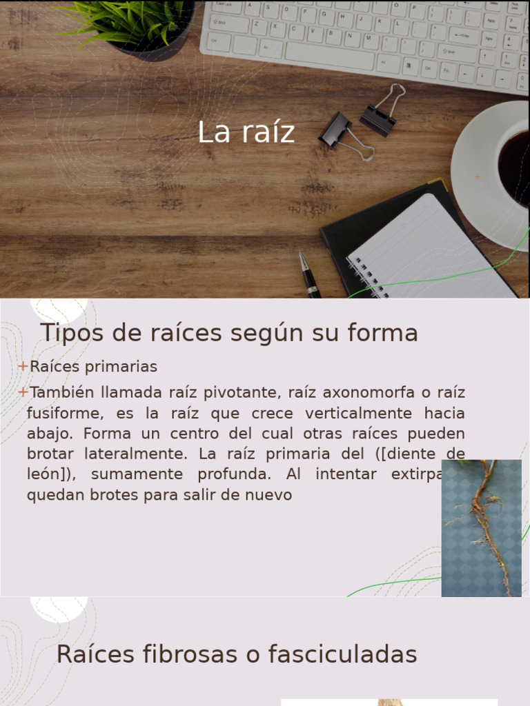 Tipos de raíces en plantas y su función | PDF | Raíz | Tallo de la planta