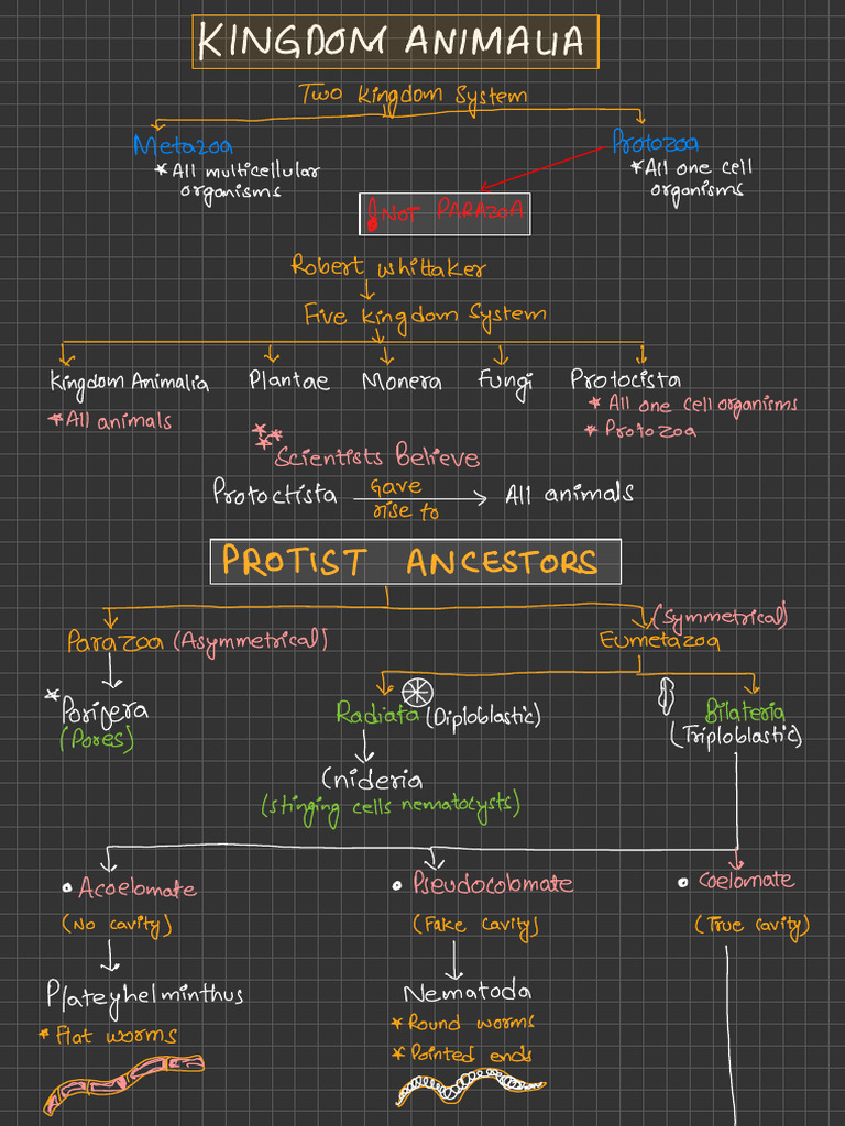 Kingdom Animalia | PDF | Zoology | Biology
