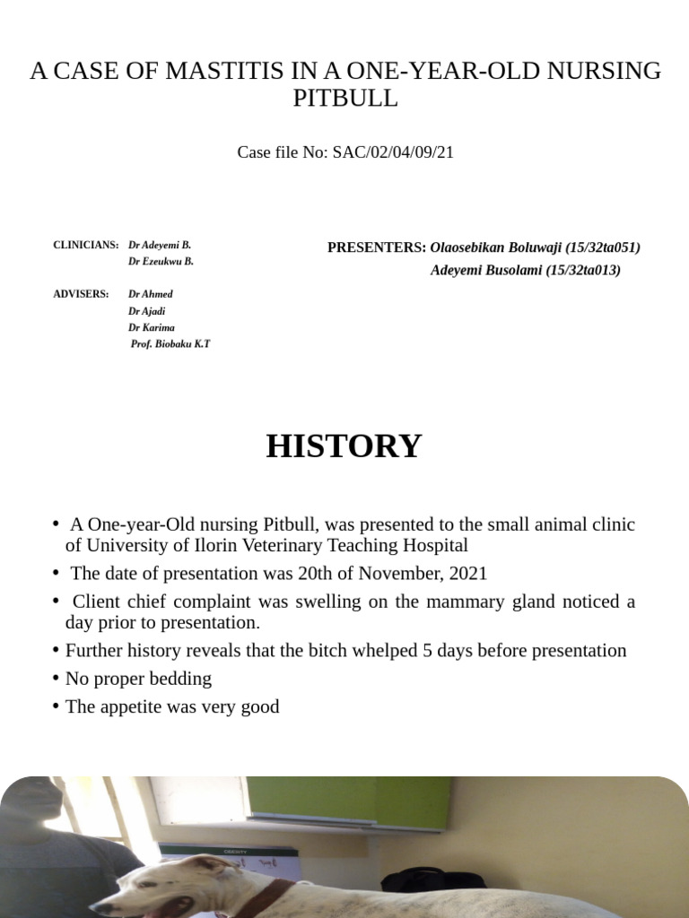A Case of Mastitis in A One-Year-Old Pitbull | PDF | Medical Specialties | Clinical Medicine