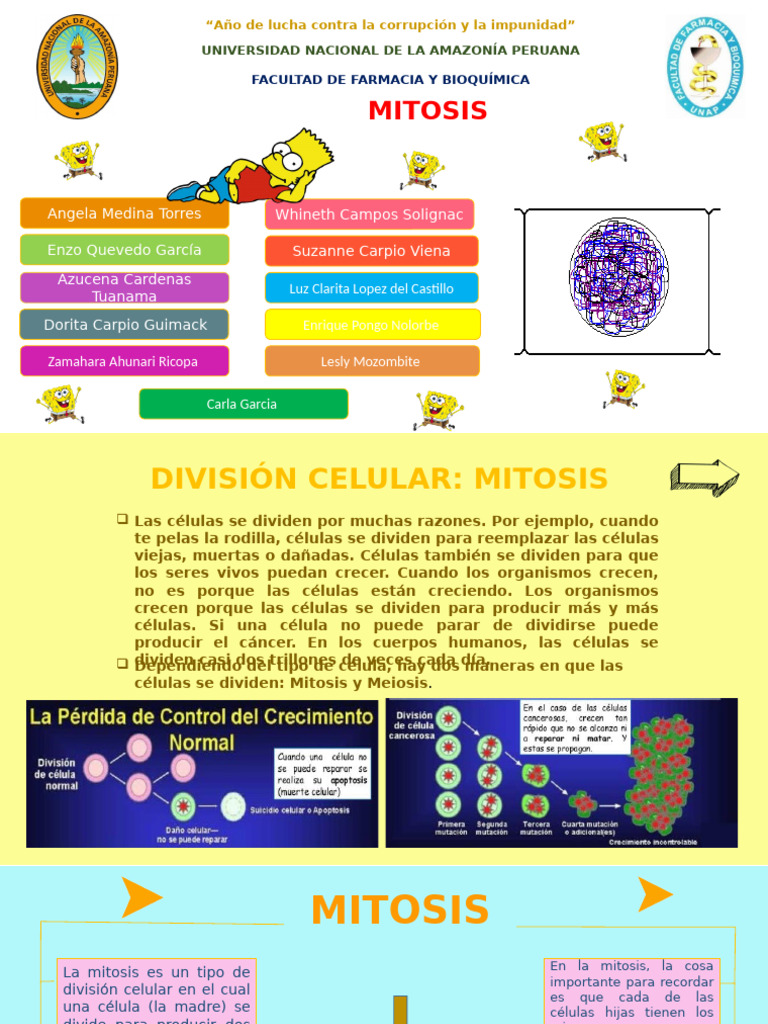 Biologia Expo2 | PDF | Mitosis | Ciclo celular