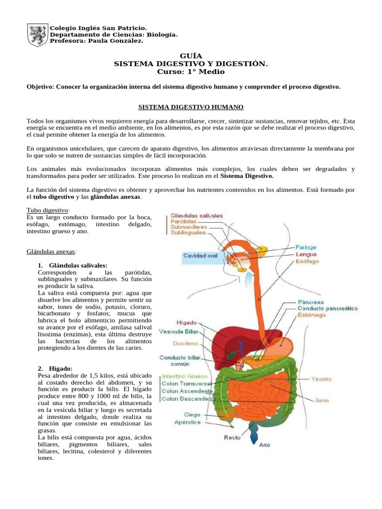 GUÍA Sistema digestivo | PDF | Digestión | Sistema digestivo humano