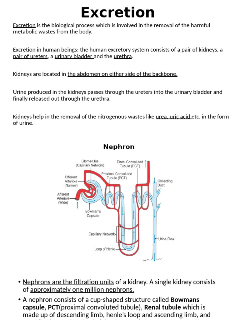 Human Excretory System Explained | PDF | Wellness