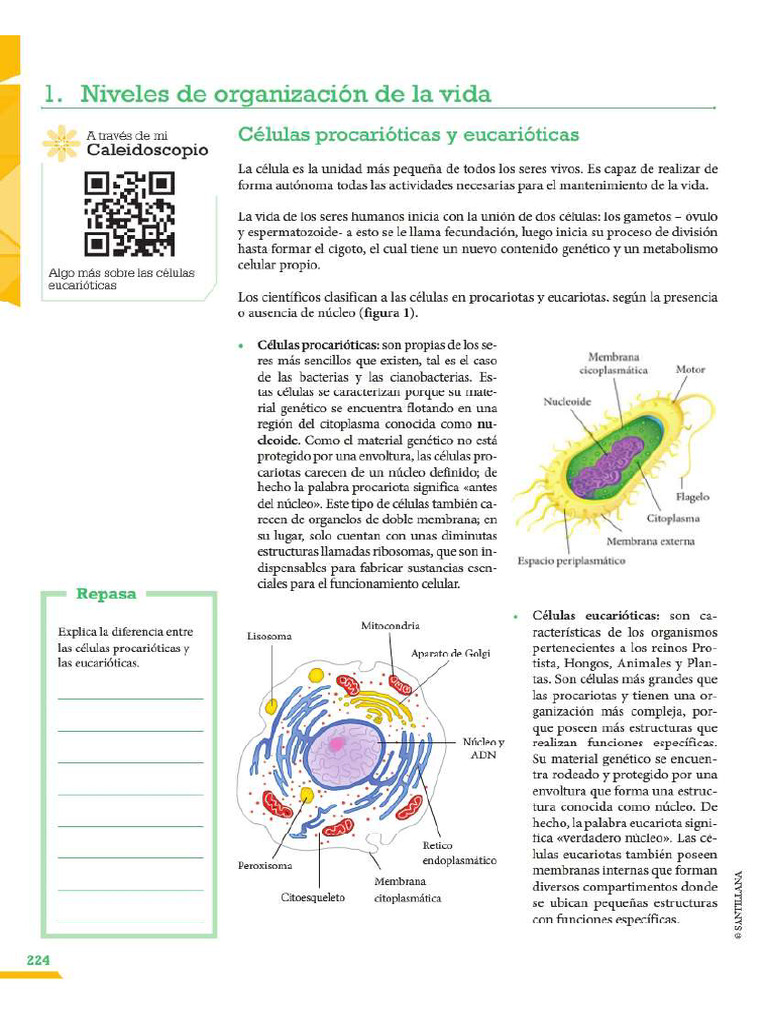 Ib Iip Célula Procariota y Eucariota | PDF