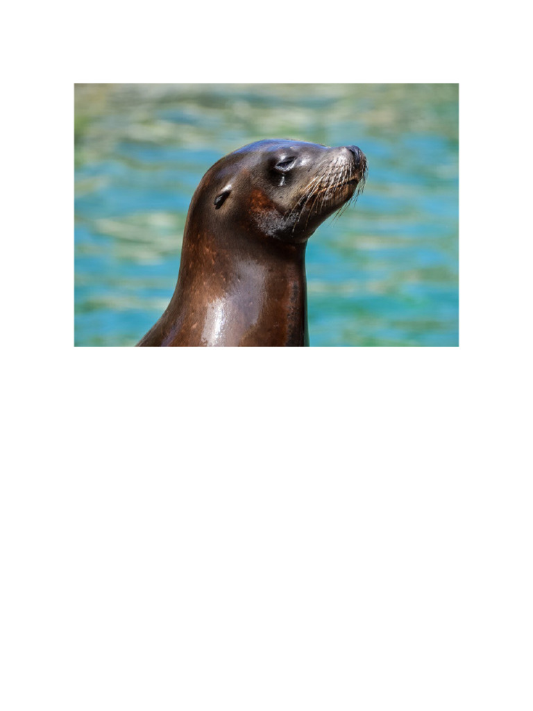 Foca | PDF