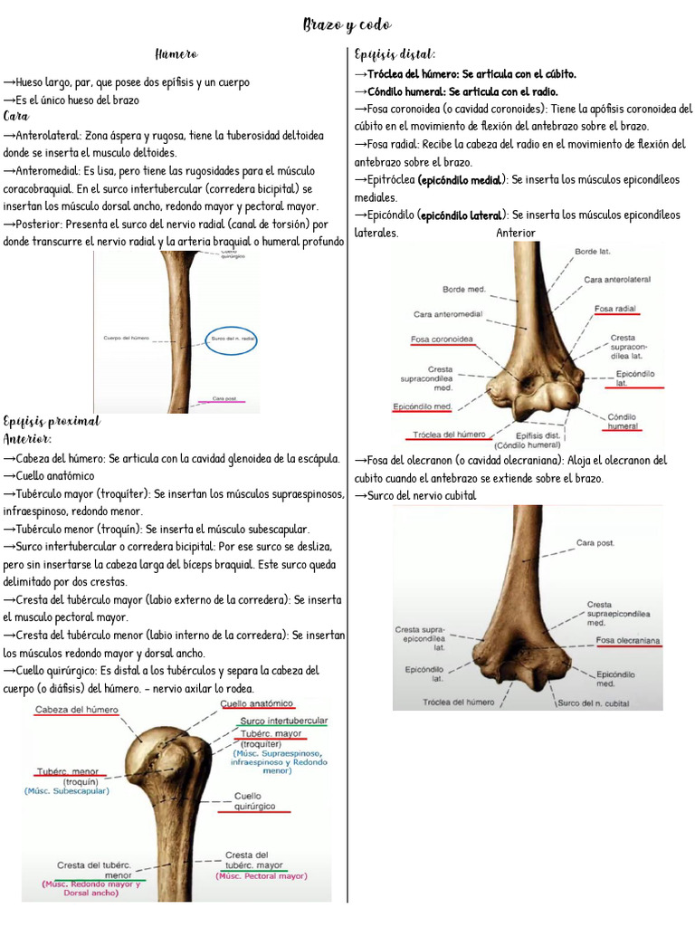 Brazo Y Codo Y Antebrazo Pdf Mano Codo