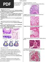 Funciones y características de células caliciformes | PDF | Epitelio ...