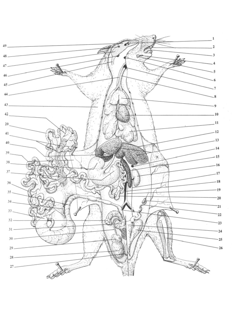 HAA 24P Anatomía Interna de la Rata | PDF