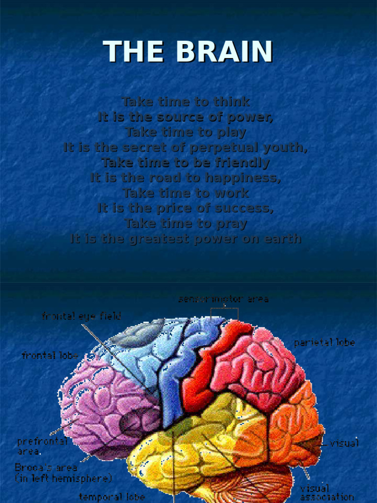 The Brain | PDF | Cerebrum | Brain