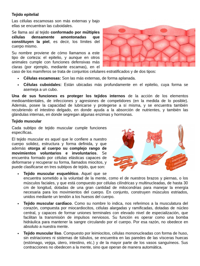 Tipos de Tejido | PDF | Tejido conectivo | Músculo