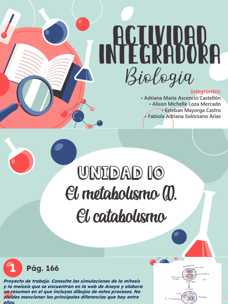 Actividad Integradora 3. Biología | PDF | Mitosis | Mitosis