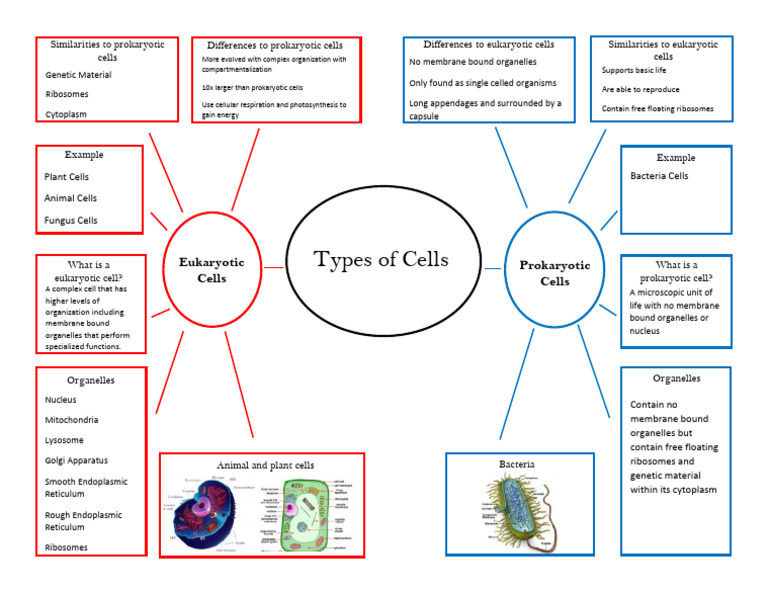 Eukaryotic vs Prokaryotic Cells Explained | PDF | Cell (Biology ...