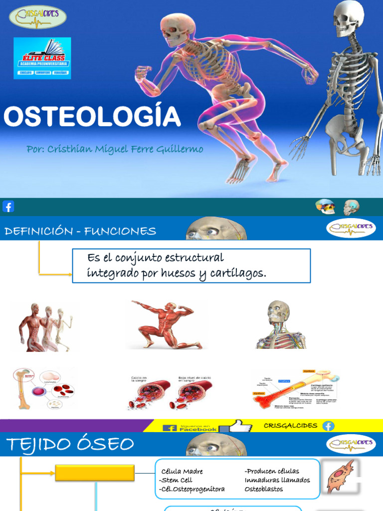 Definición y Funciones de Osteología | PDF | Hueso | Esqueleto