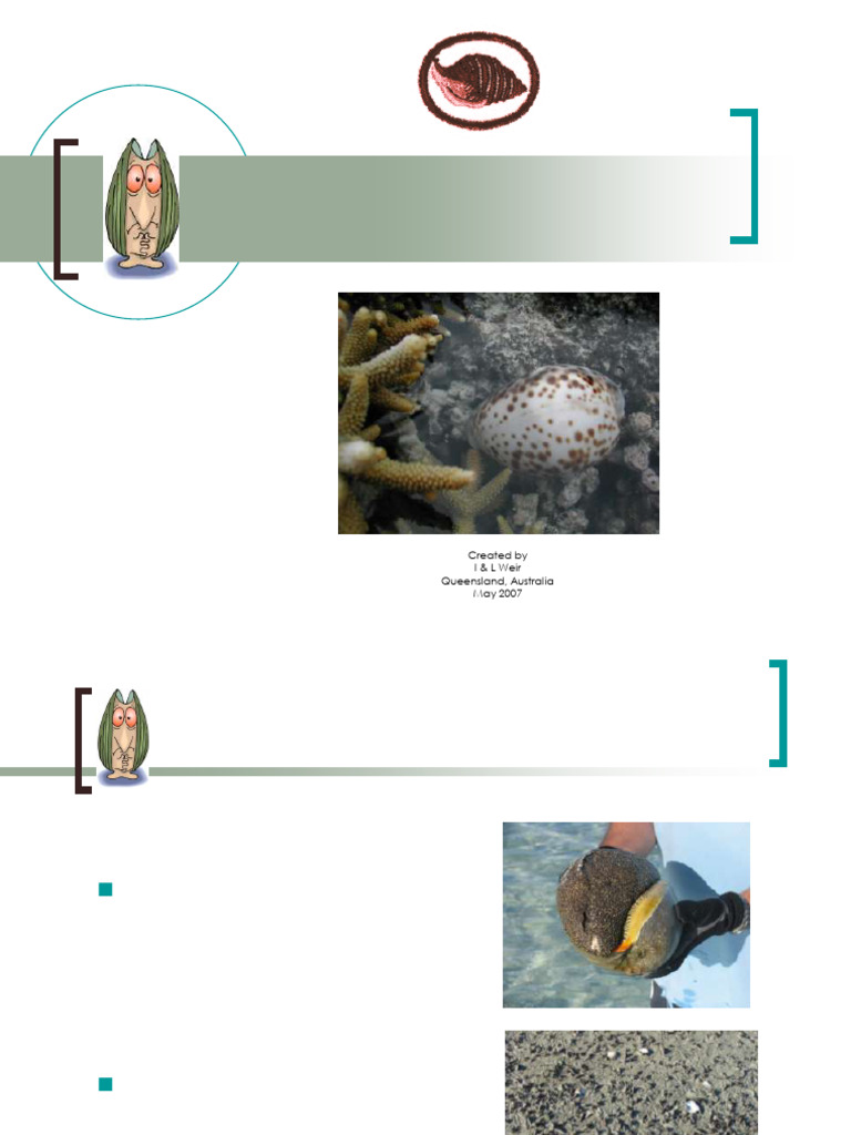 Shells_Honour_Trainer_s_Notes_PowerPoint_Presentation | PDF | Mollusca ...