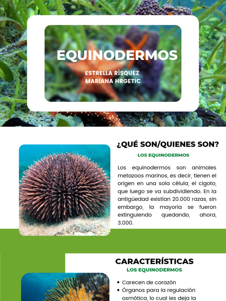Equinodermos Presentación | PDF | Zoología