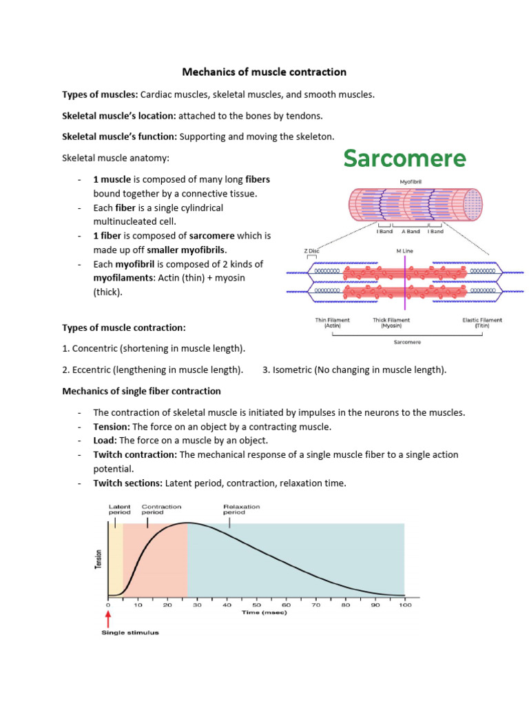 Mechanics of Muscle Contraction | PDF | Muscle Contraction | Anatomy