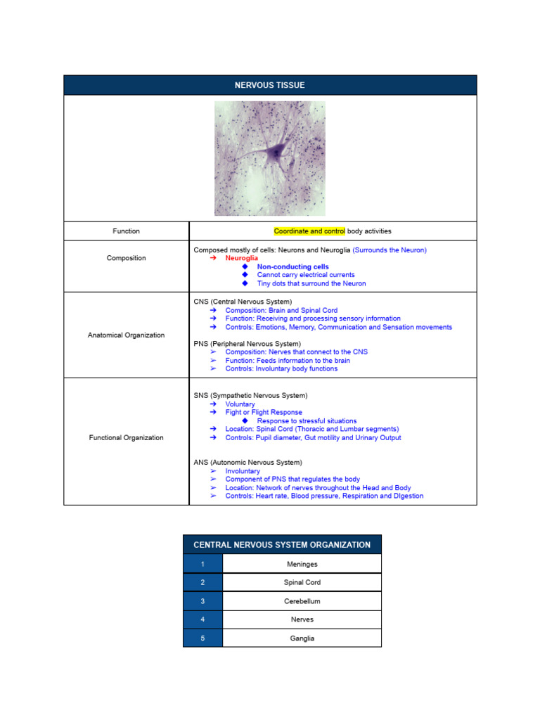 Lec 6_ Nervous Tissue | PDF | Axon | Nervous System
