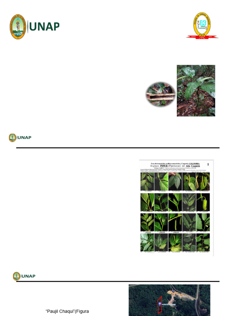 If Metodos - Expo Final | PDF | Polinización | Insectos