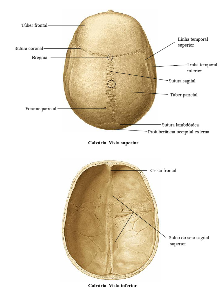 Anatomia da Calvária Craniana | PDF | Quadril | Membros (anatomia)