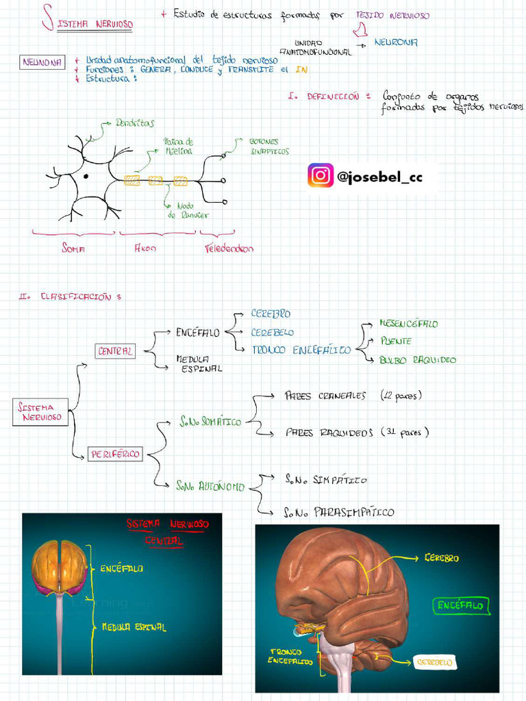 Sistema Nervioso | PDF