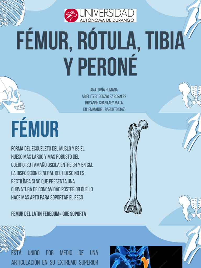 Femur, Rotula, Tibia y Perone | PDF | Extremidades (anatomía ...