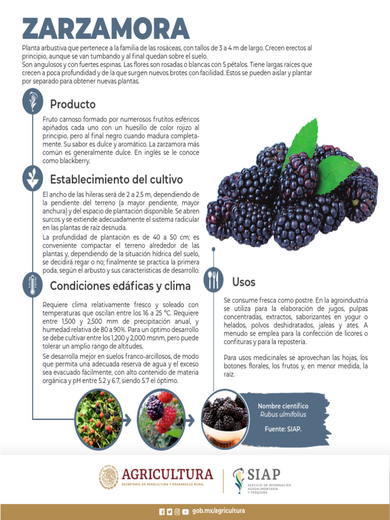 zarzamora | PDF | Plantas | Botánica