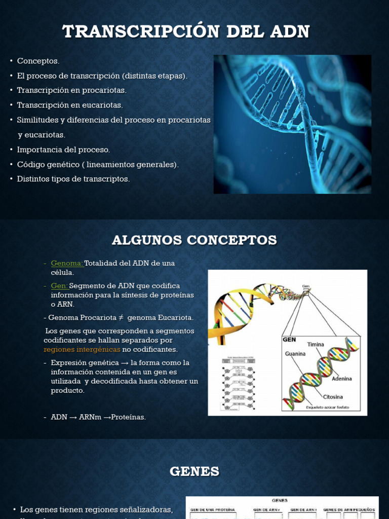 Clase TRANSCRIPCION | PDF | Rna | Adn