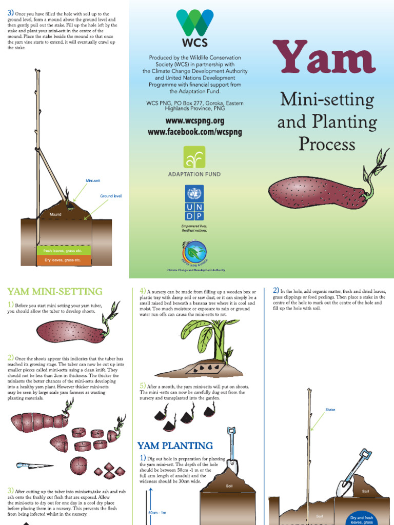 Yam Planting Process Online | PDF
