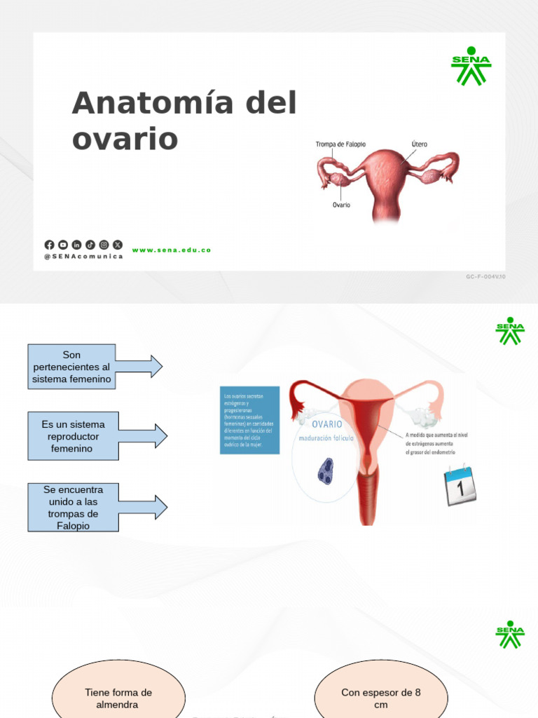 Anatomía y patologías del ovario | PDF | Ovario | Neoplasias
