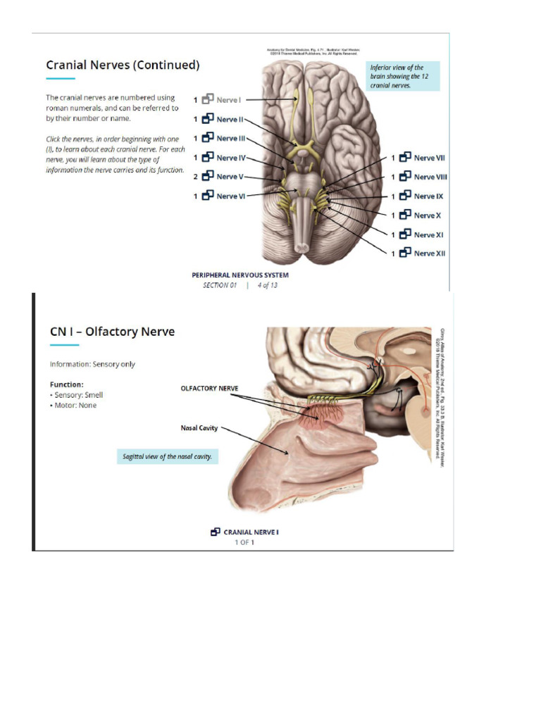 Anat 100 Assignmentinfo | PDF