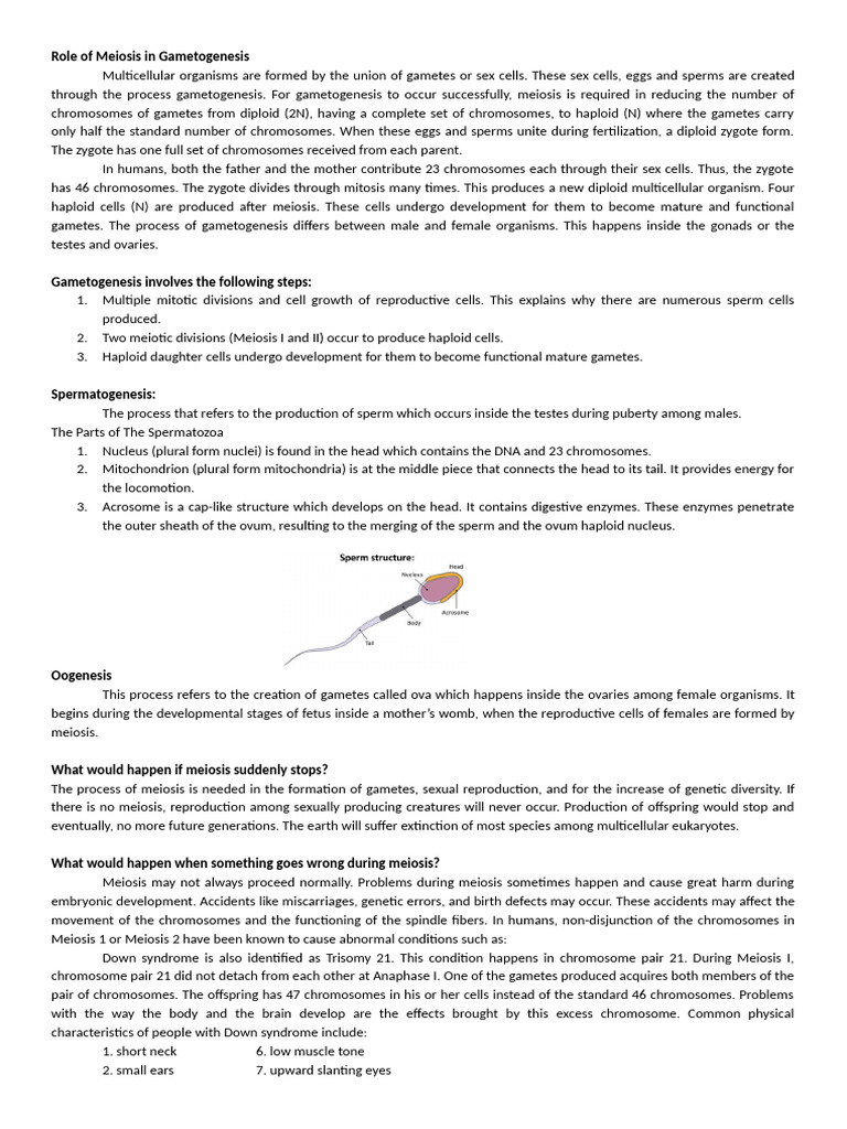 2meiosis. Notes | PDF | Meiosis | Ploidy