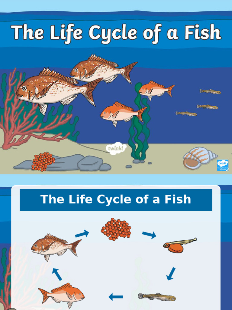 Roi T 20162984 Life Cycle of A Fish Powerpoint English Ver 1 | PDF ...