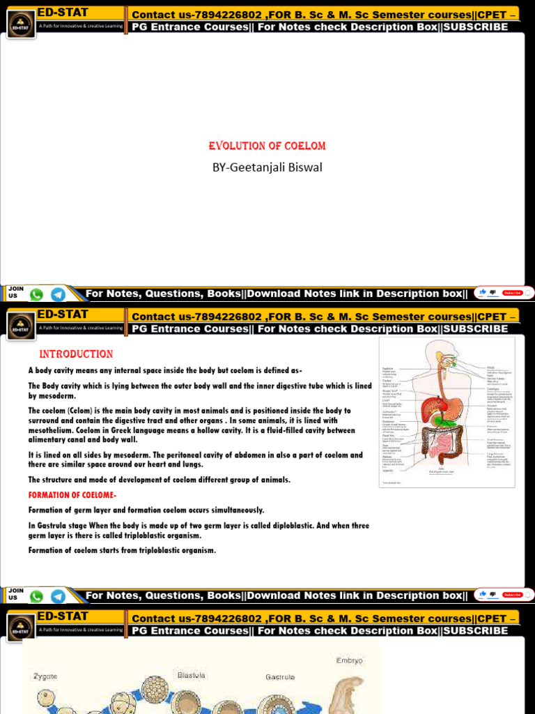 Evolution of Coelom | PDF | Anatomy