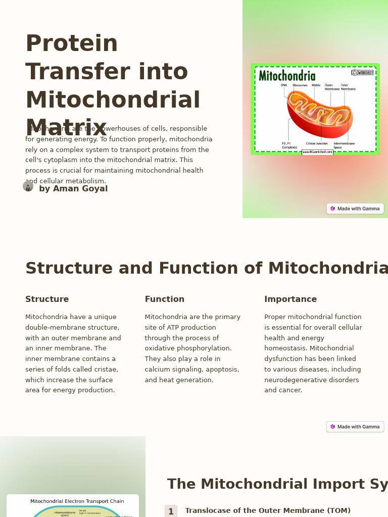Protein Transfer Into Mitochondrial Matrix | PDF | Mitochondrion ...