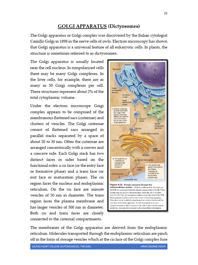 Golgi Apparatus: Dictyosomes in Plants | PDF | Secretion | Endoplasmic ...