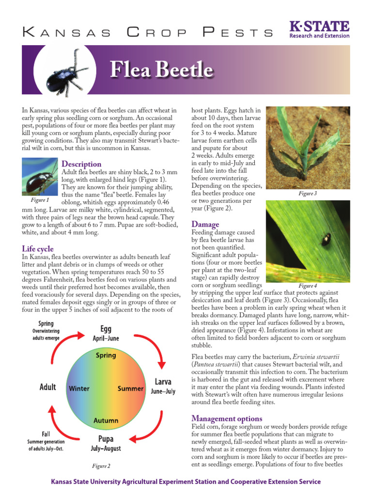 Flea Beetle Kansas Crop Pests - MF2832 | PDF | Beetle | Plants