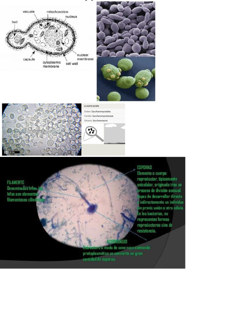 Moho y Levaduras | PDF